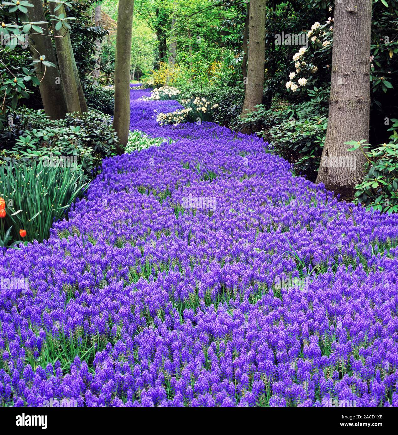 Grape hyacinth flowers. River" of flowers of the grape hyacinth ...