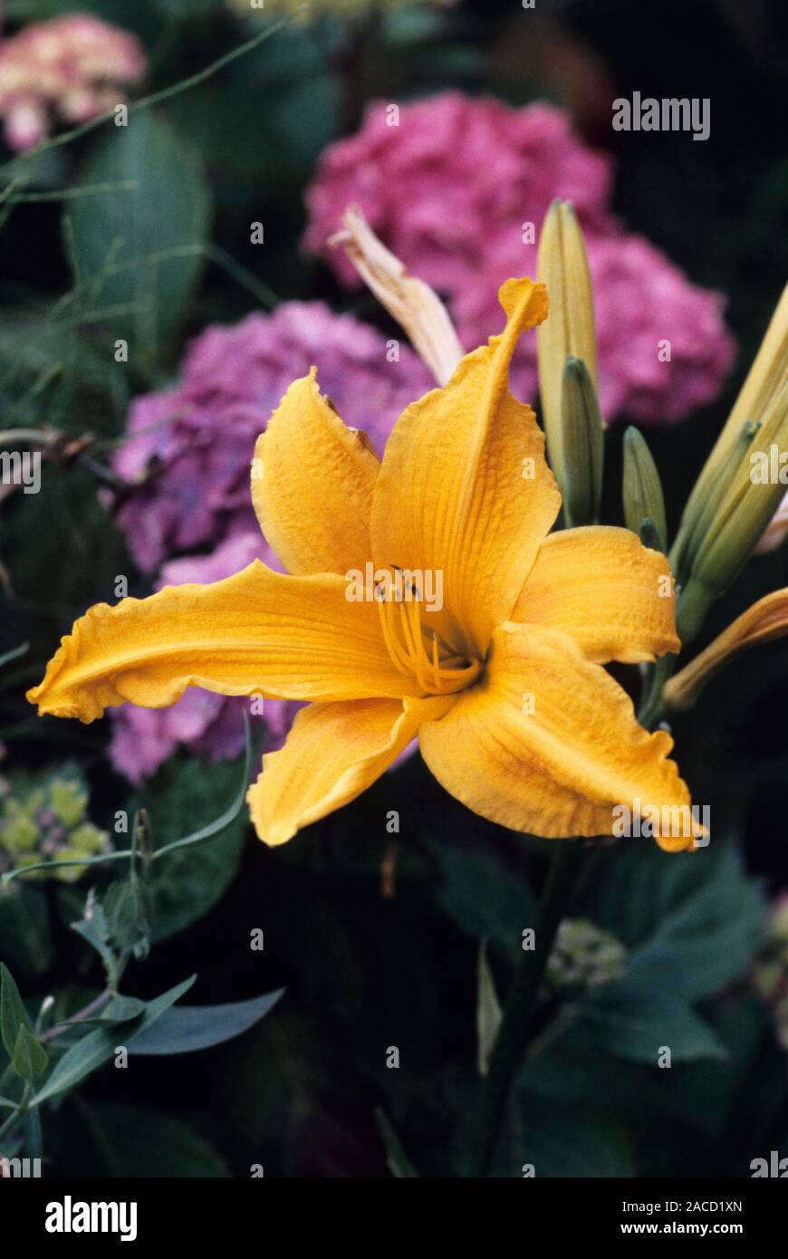 Lily flower (Lilium sp.), imperial gold variety Stock Photo - Alamy