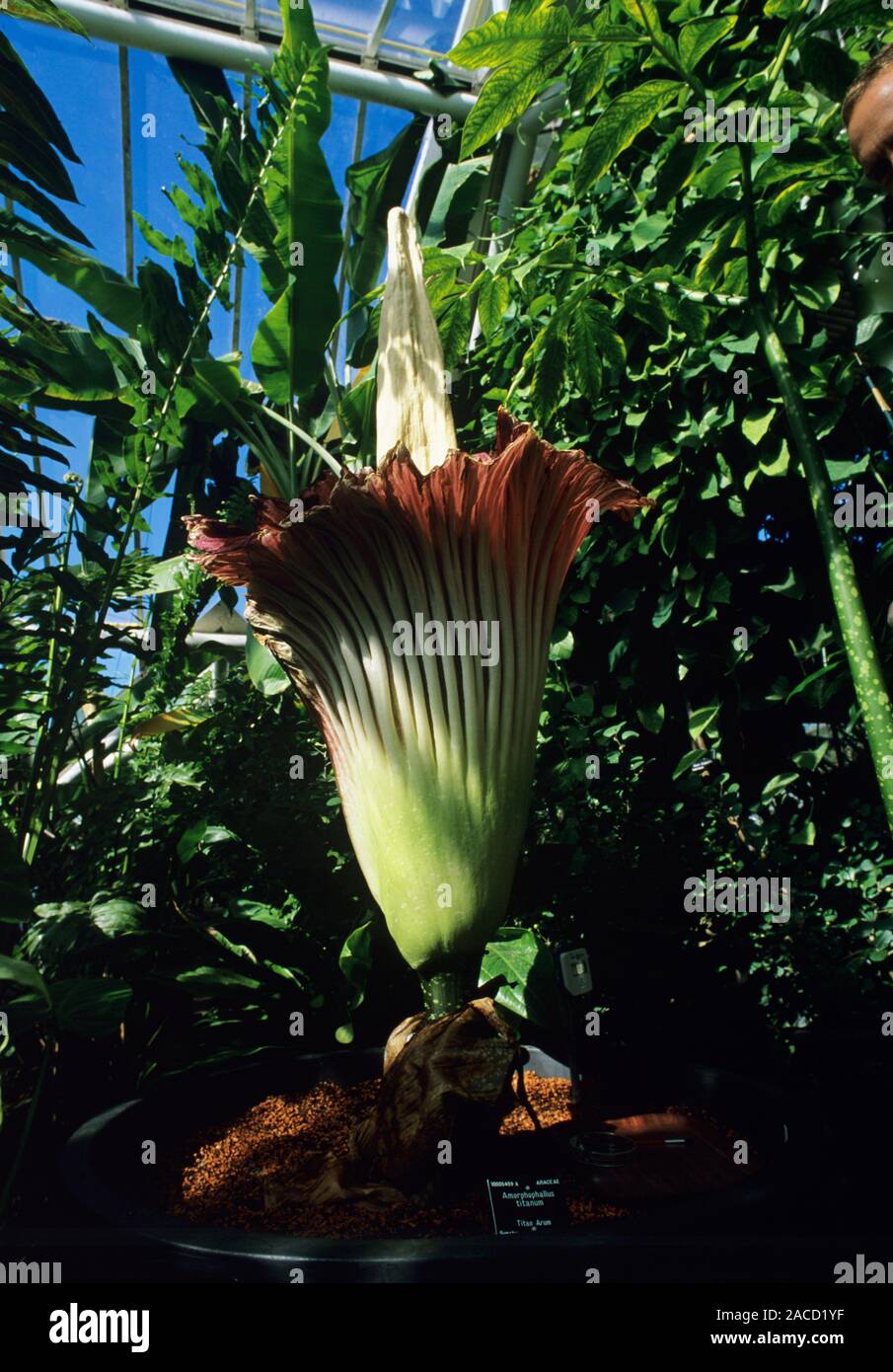 Titan arum lily flower. The titan arum (Amorphophallus titanum) is one ...