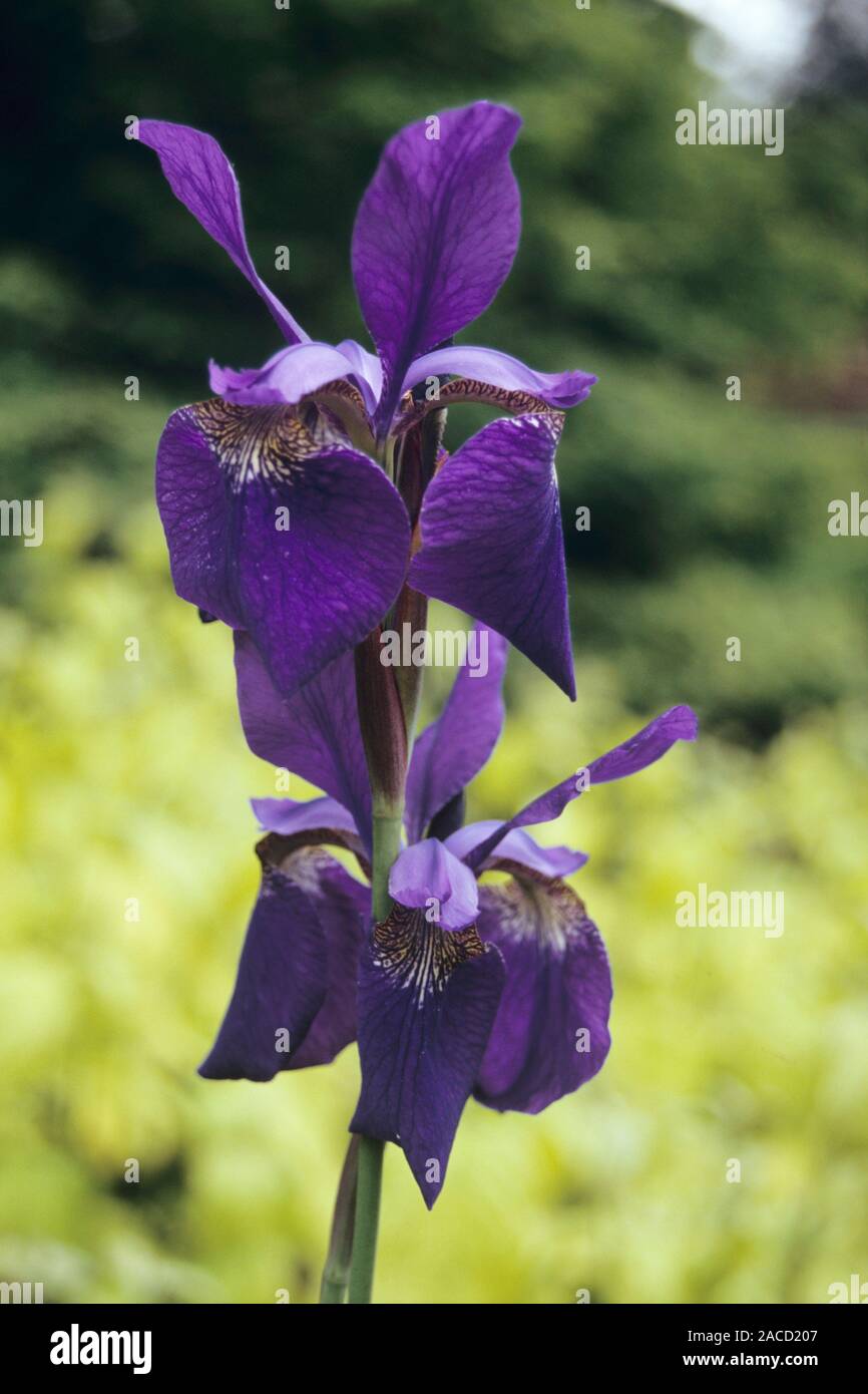 Siberian iris (Iris sibirica 'Caesar's Brother' Stock Photo - Alamy