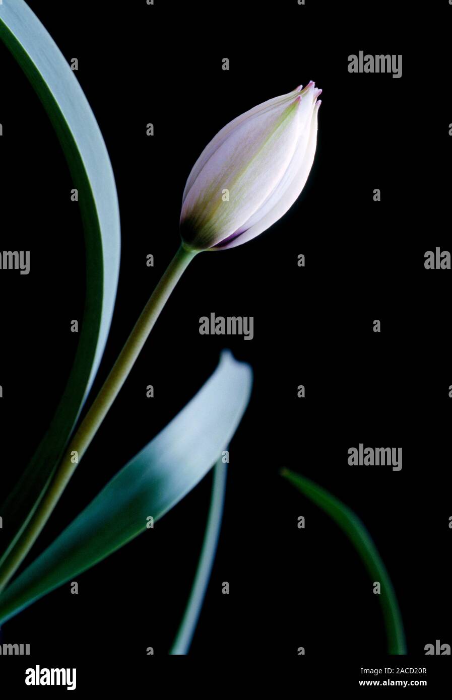 Tulip (Tulipa humilis 'Alba Caerulea Oculata'). The flower is not yet ...