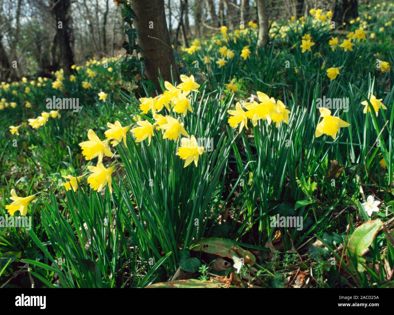 Wild daffodils (Narcissus pseudonarcissus) on a woodland floor ...