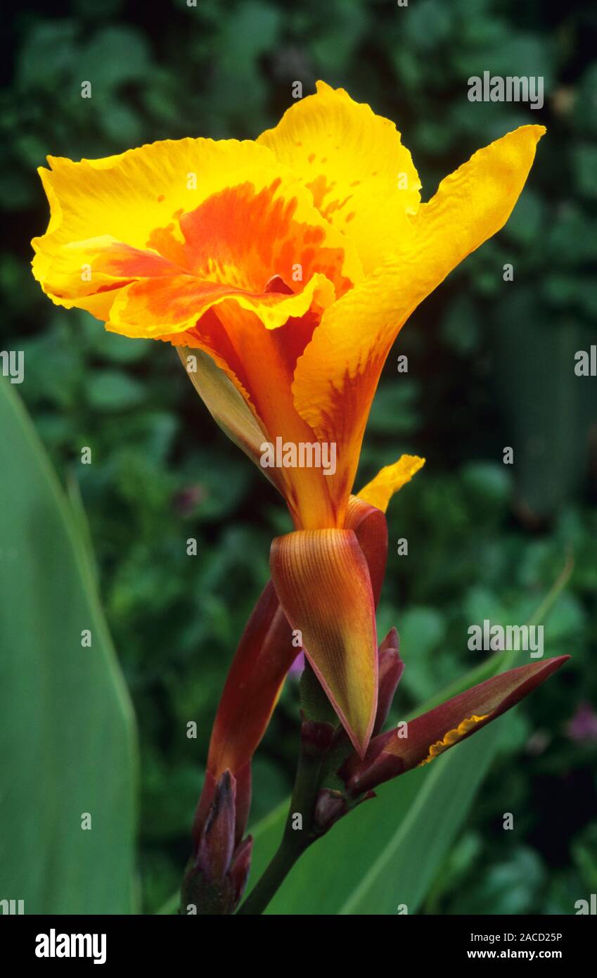 Calla lily flower (Zantedeschia sp.). Also known as the arum or trumpet ...