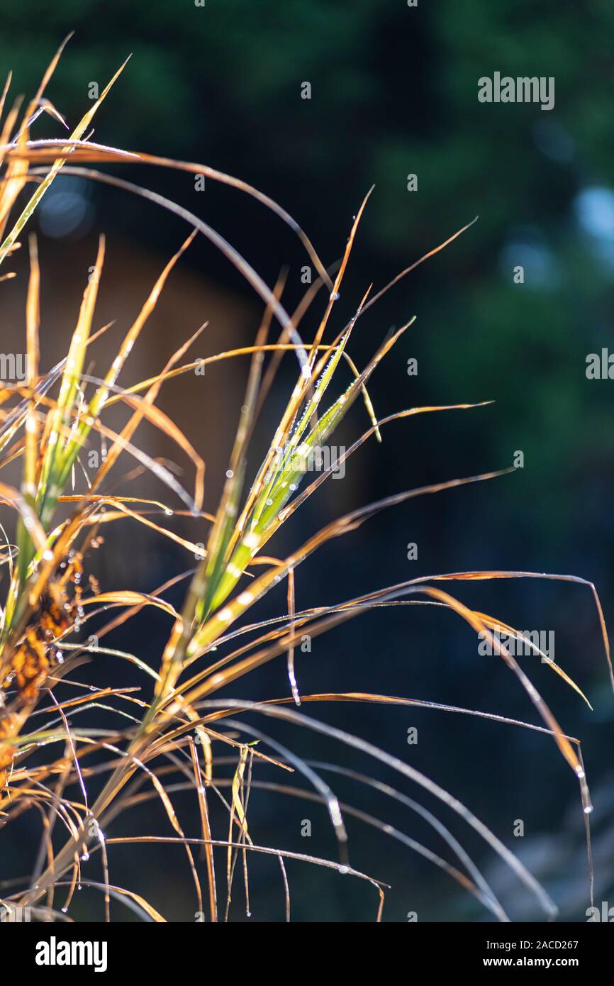 Zebra grass miscanthus sinensis zebrinus hi-res stock photography and ...
