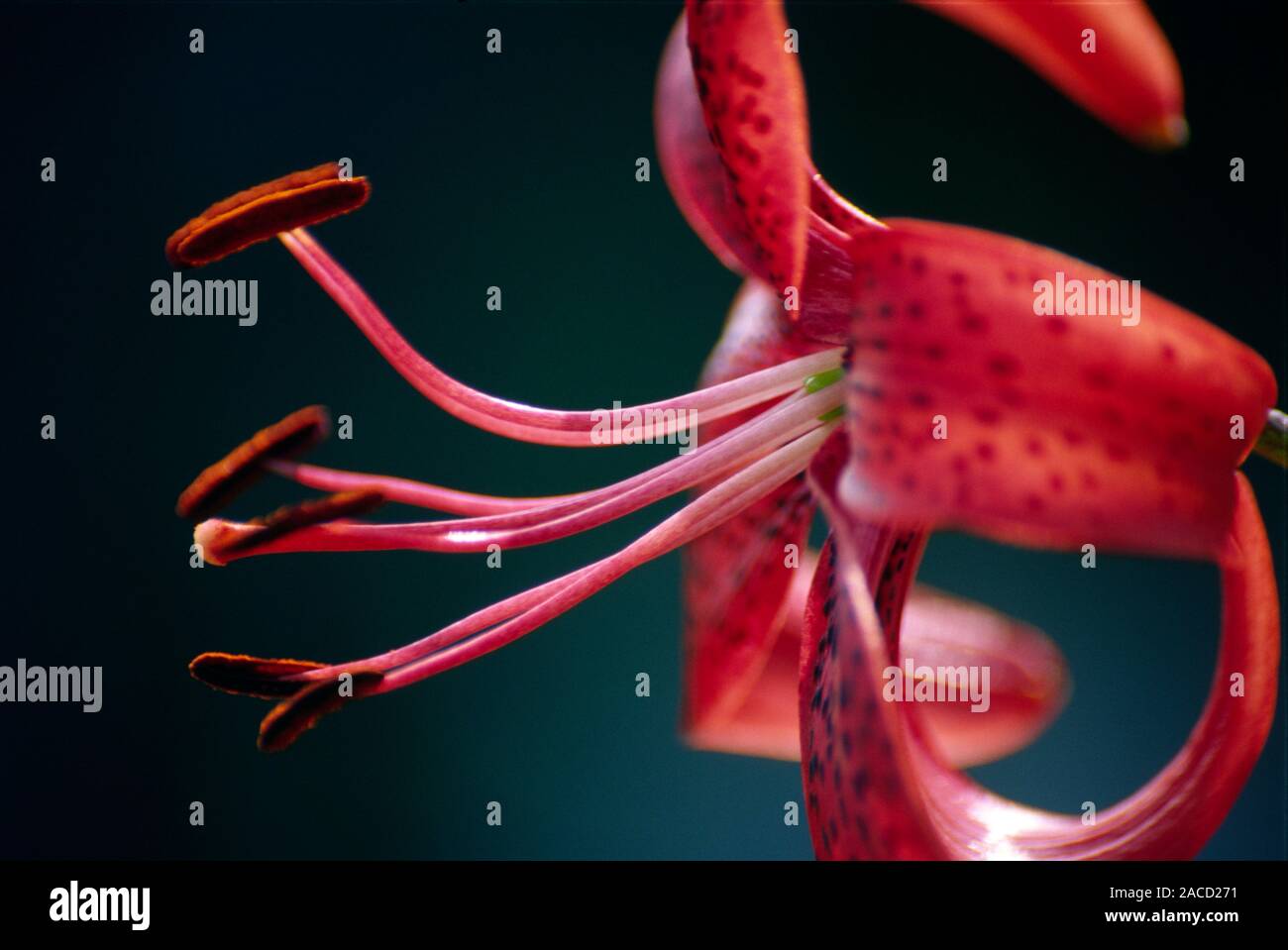 Lily flower (Lilium sp Stock Photo - Alamy