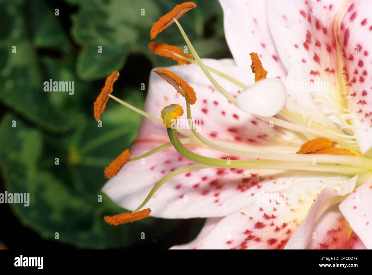 Lily flower (Lilium sp.) Close-up of the external components of the ...