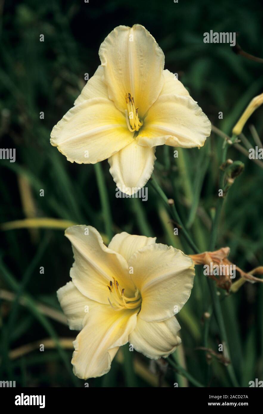 Day lily flowers (Hemerocallis 'Jenny Wren' Stock Photo - Alamy