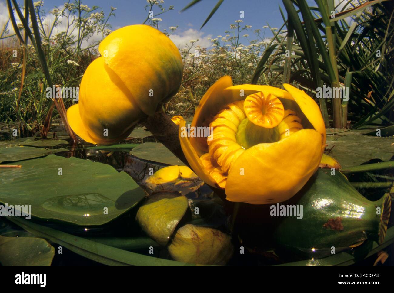 Yellow water lily (Castalia flava) flowers and fruit. The fruits of ...