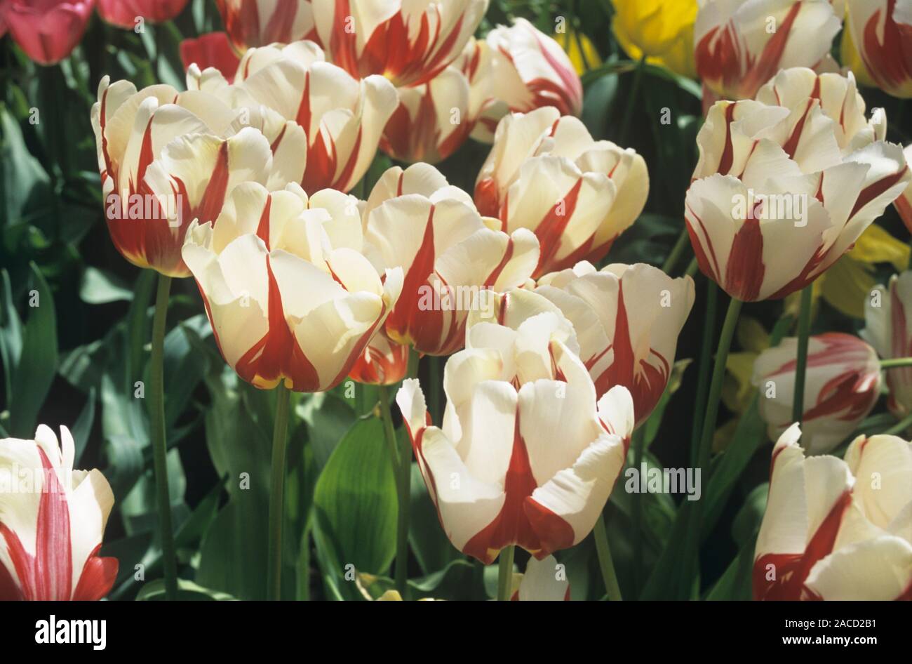 Tulip flowers (Tulipa 'World Expression' Stock Photo - Alamy
