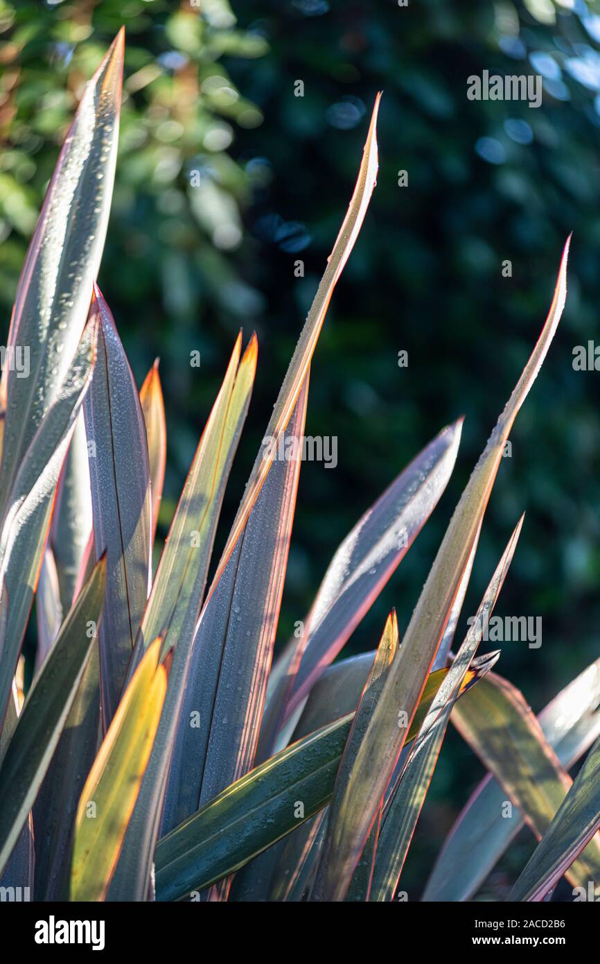 Phormium striped leaves hi-res stock photography and images - Alamy