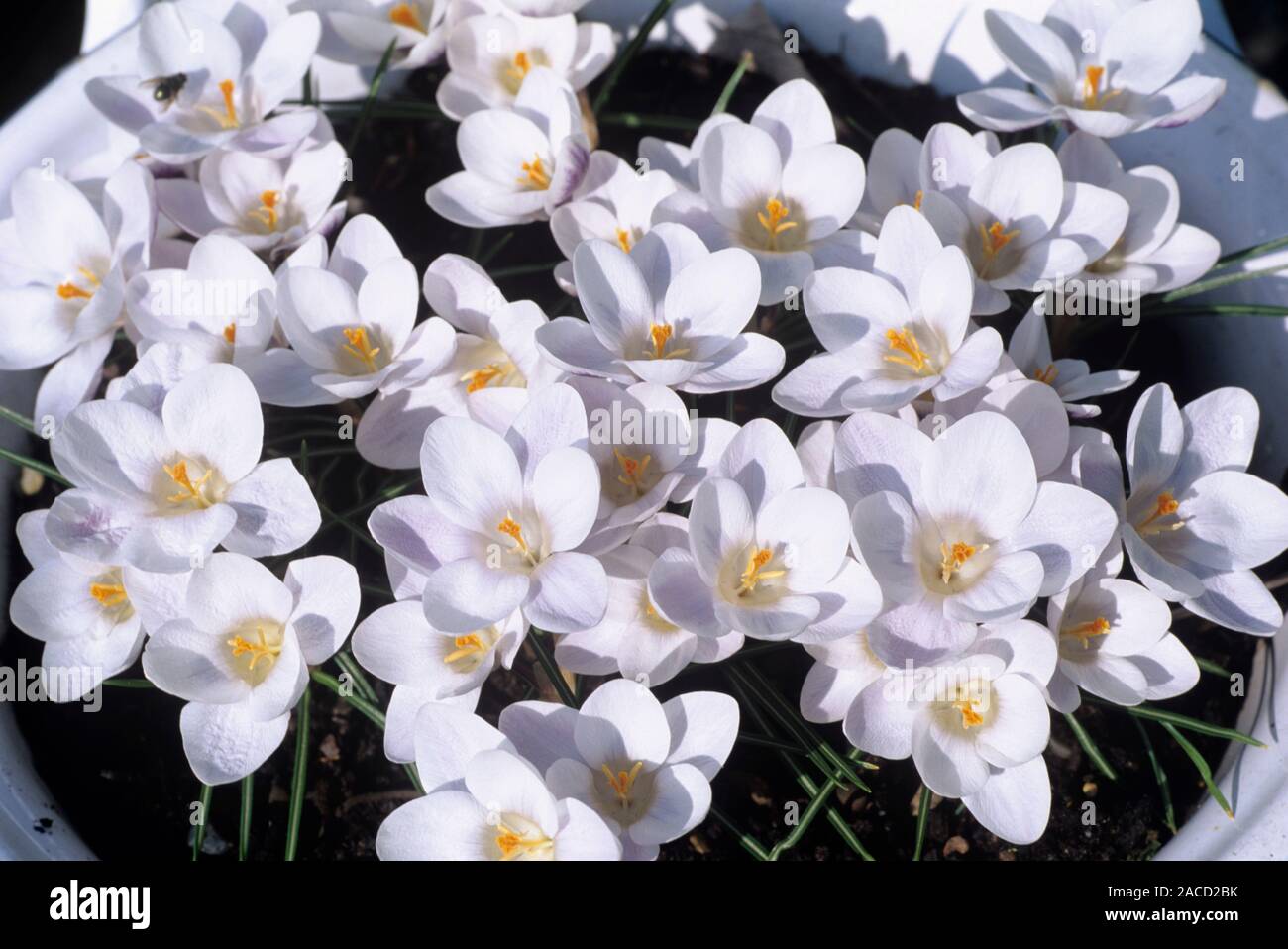 Crocus chrysanthus 'Eye-catcher' flowers Stock Photo - Alamy