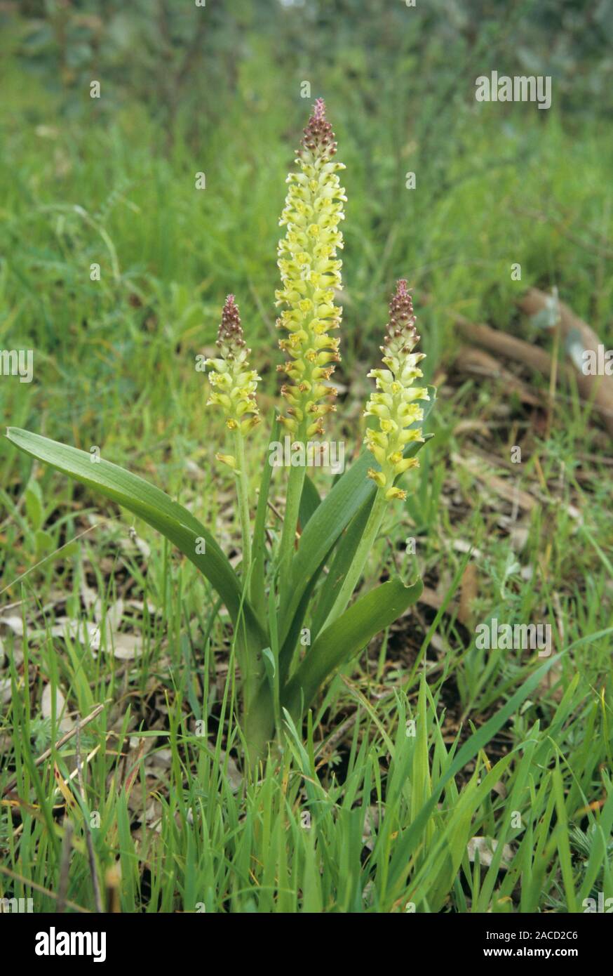 Cape hyacinth (Lachenalia pallida) flowers. Photographed near Malmesbury, Western Cape, South ...