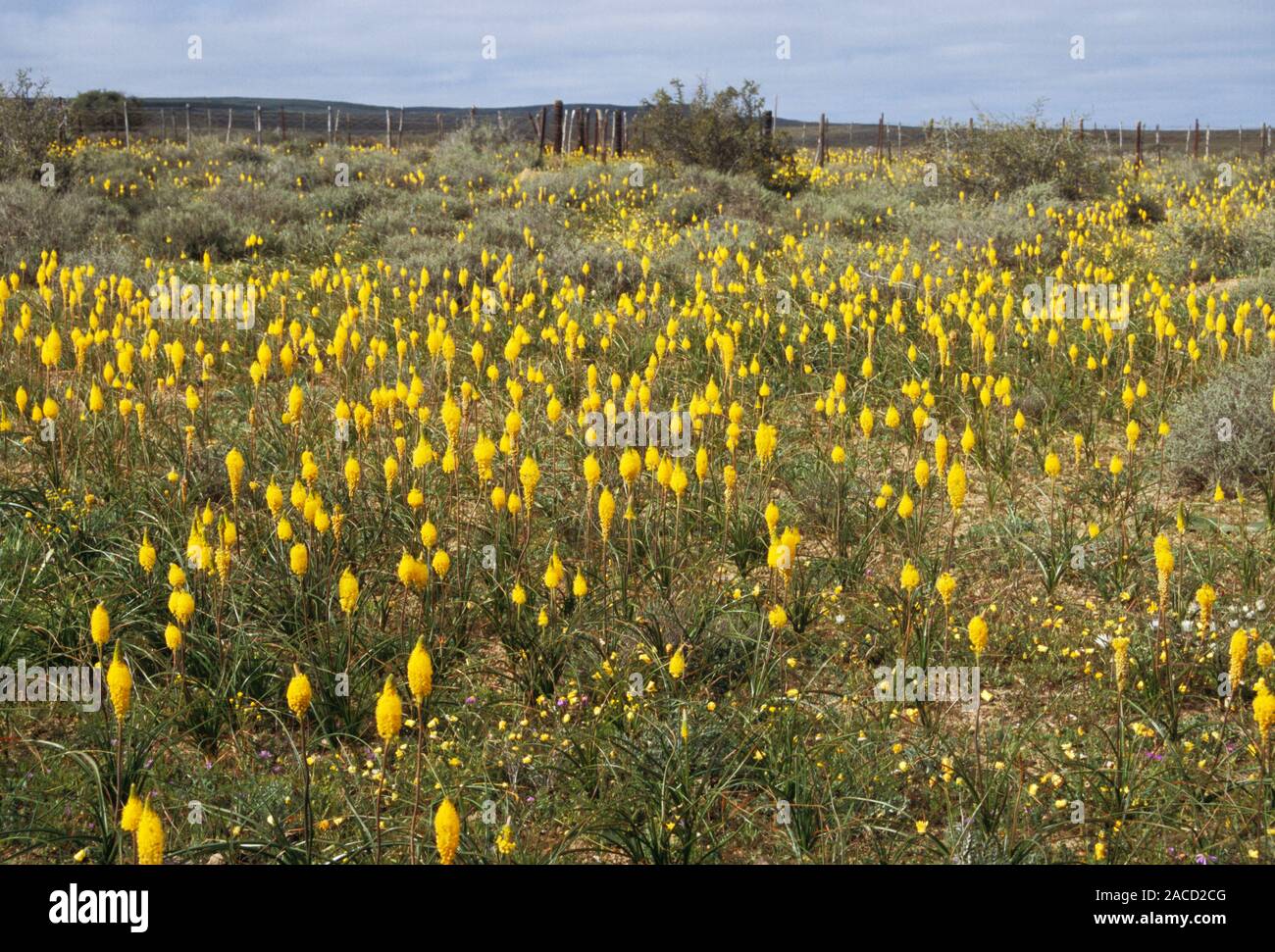 Marsh bulbinella flowers (Bulbinella nutans). Photographed east of ...