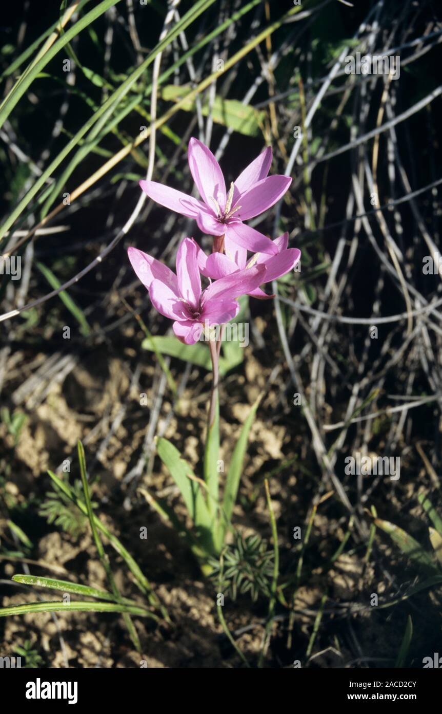 Pink Hesperantha flowers (Hesperantha pauciflora) Photographed east of ...