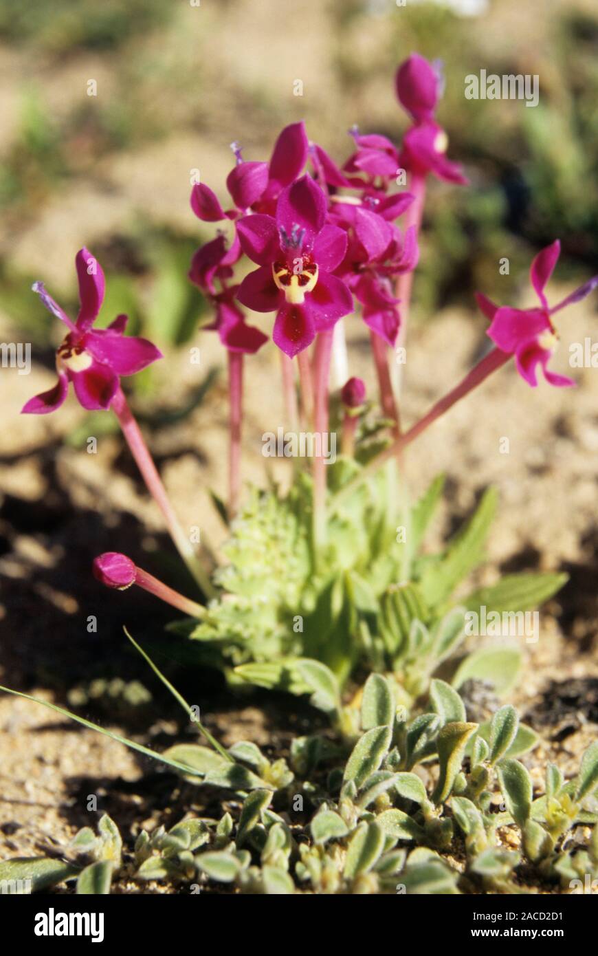 Springbok painted petals flowers (Lapeirousia silenoides). Photographed ...