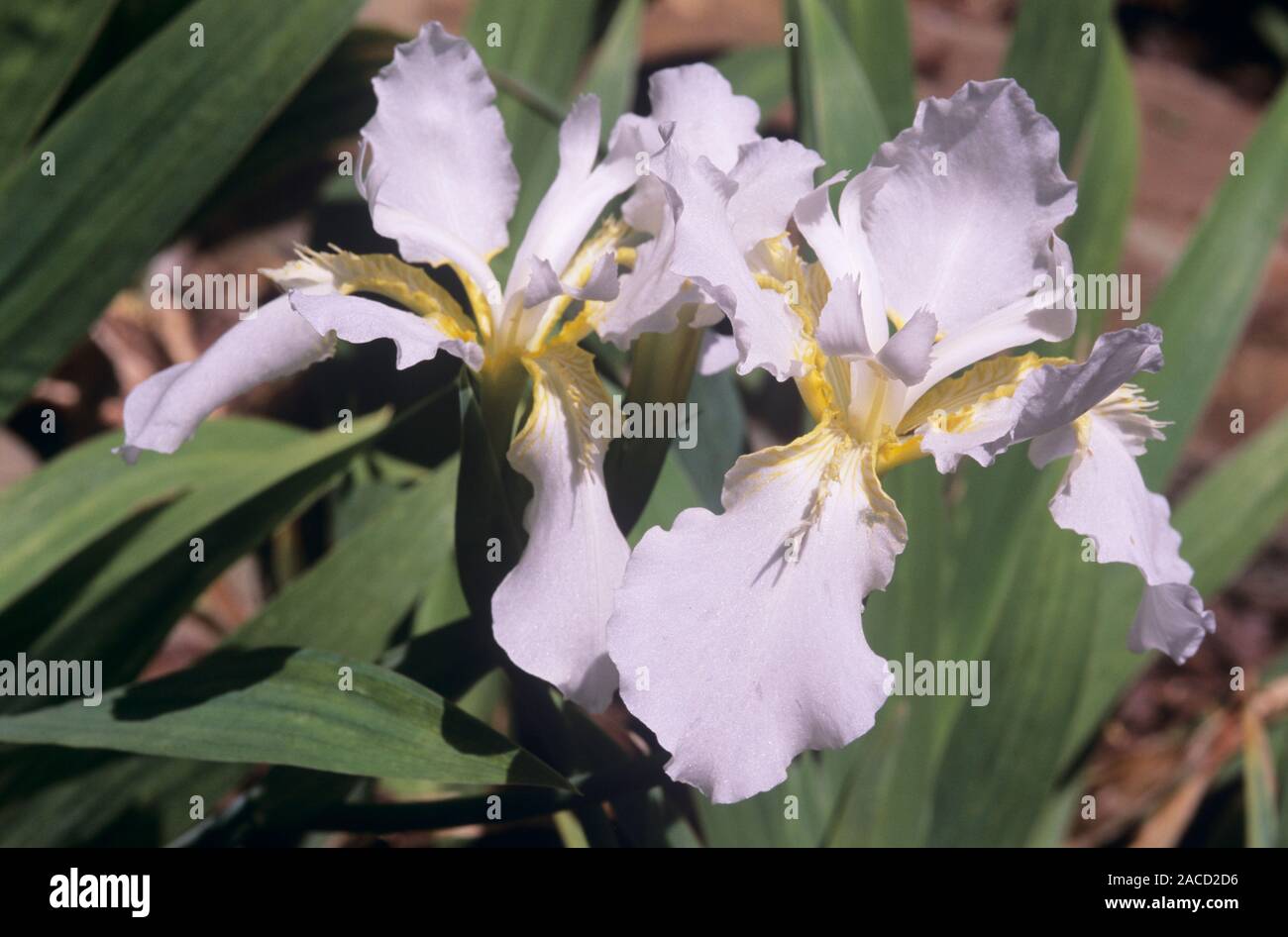 White roof iris flowers (Iris tectorum 'Alba'). Photographed at Atlanta Botanic Garden, Georgia ...