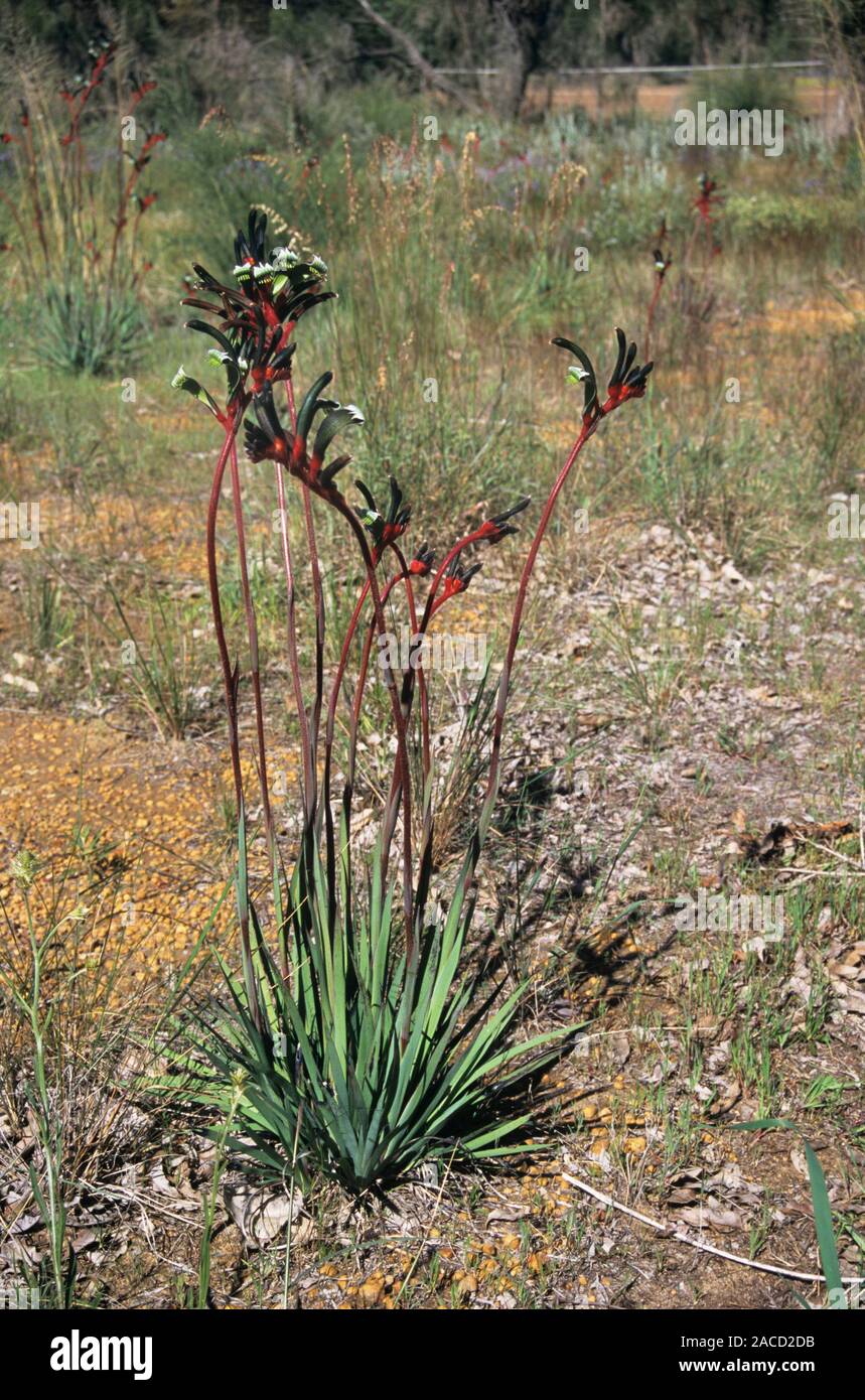 Kangaroo paw plant. Red and green kangaroo paw (Anigozanthos manglesii ...