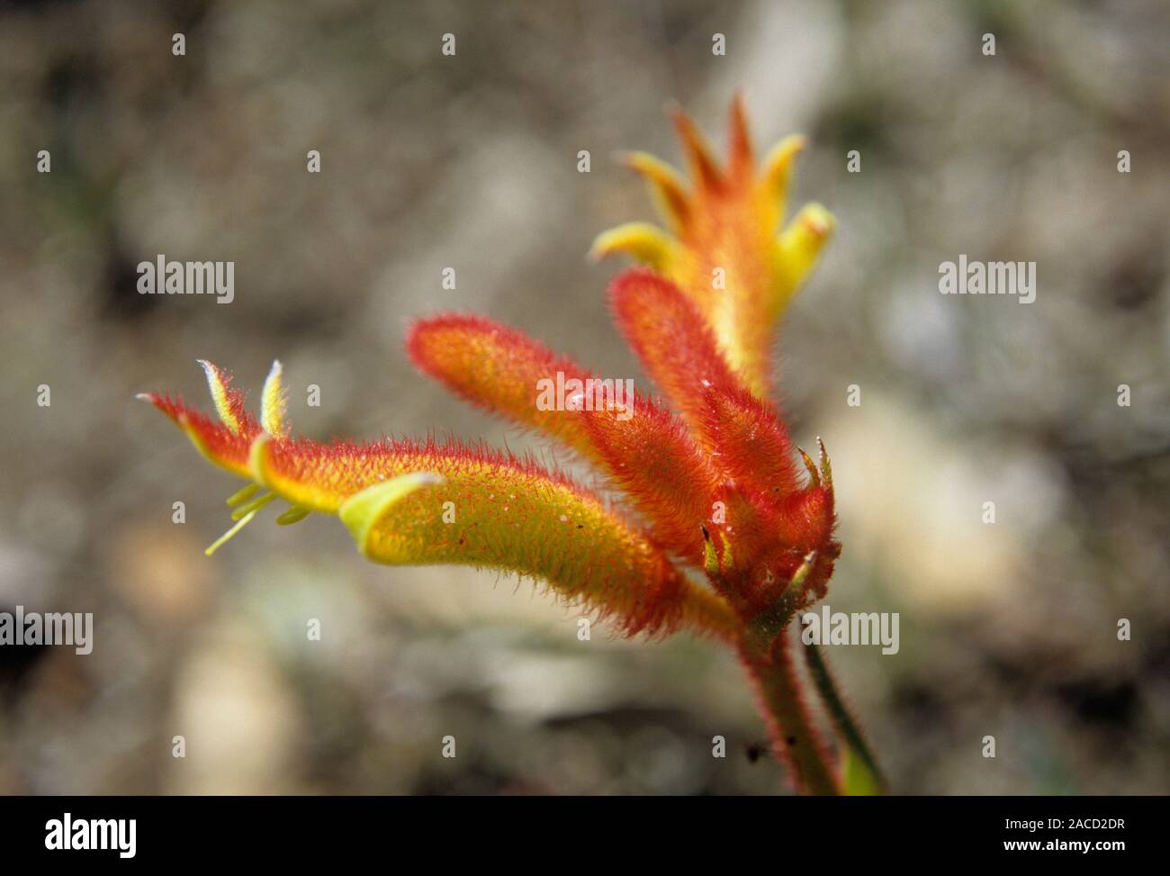 Catspaw flower (Anigozanthos humilis). Photographed near Stirling Range ...