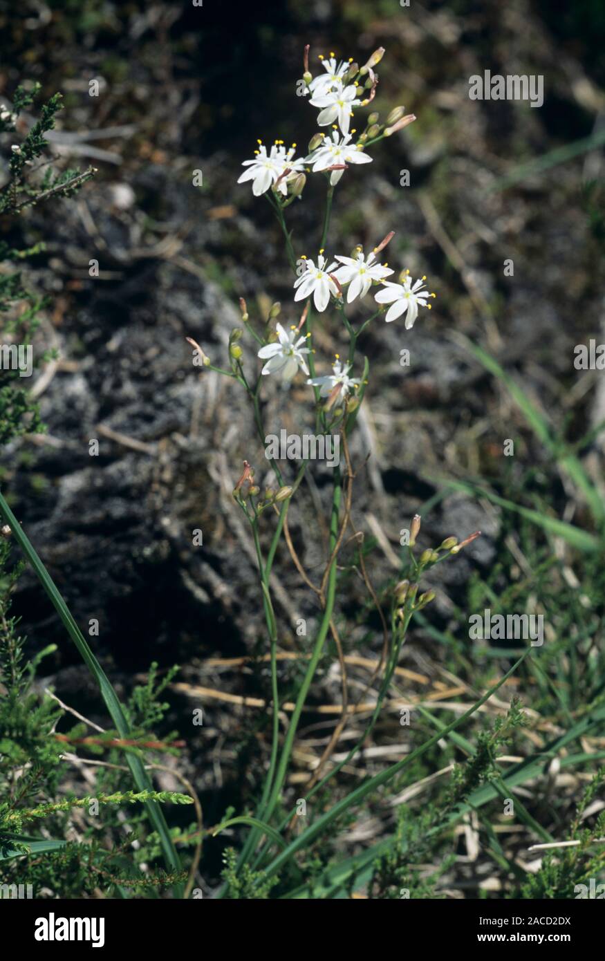 Kerry lily flowers (Simethis planifolia Stock Photo - Alamy