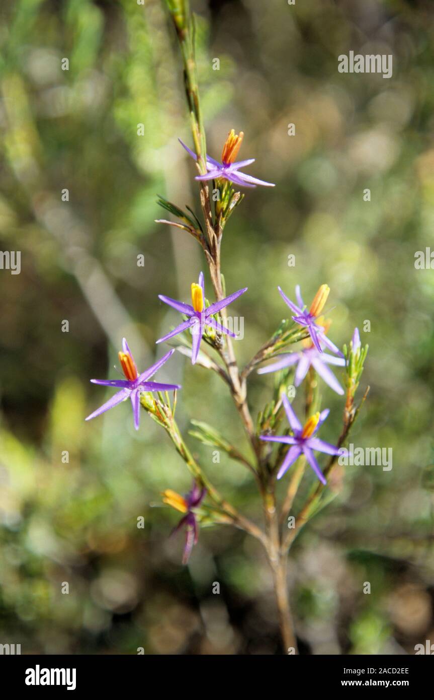 Blue tinsel lily flowers (Calectasia grandiflora). Photographed at ...