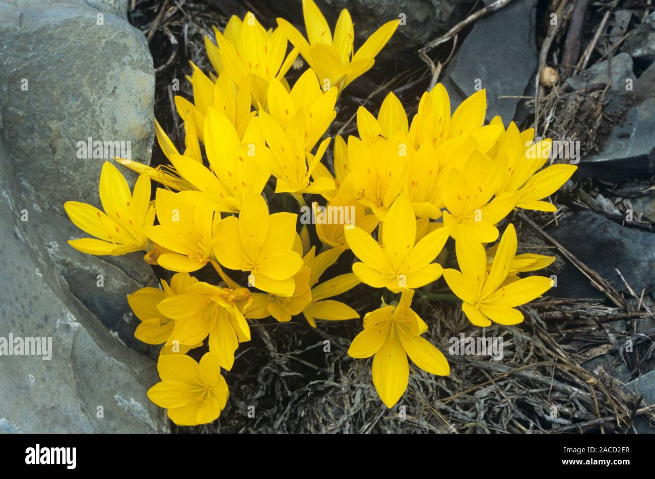 Winter daffodil flowers (Sternbergia lutea). Photographed in Greece ...