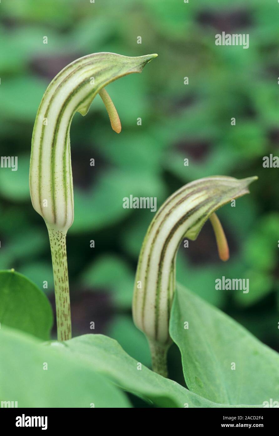 Friar's cowl (Arisarum vulgare). Photographed at RHS Wisley, UK Stock ...