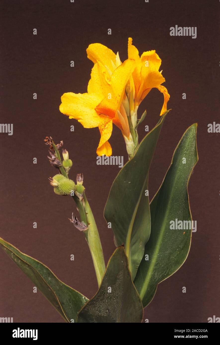 Canna lily flower (Canna x generalis 'Yara' Stock Photo - Alamy