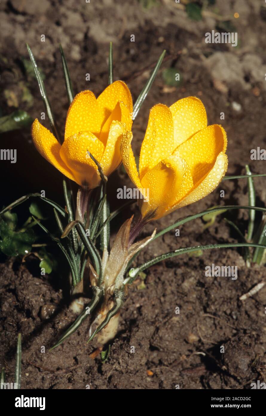 Crocus flowers (Crocus vernus 'Yellow Mammoth' Stock Photo - Alamy