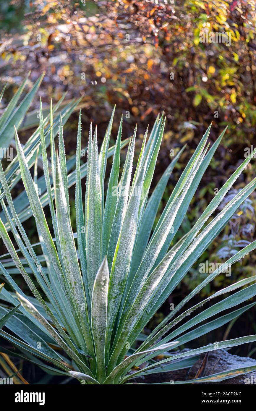 Yucca plant side lit by the winter sun Stock Photo - Alamy