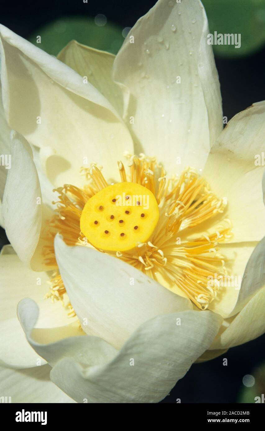 Lotus flower (Nelumbo sp.), close-up. The central reproductive parts ...