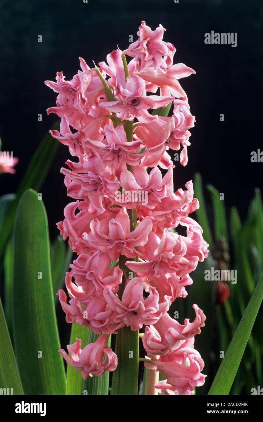 Double hyacinth flowers (Hyacinthus sp.). Photographed in the spring ...