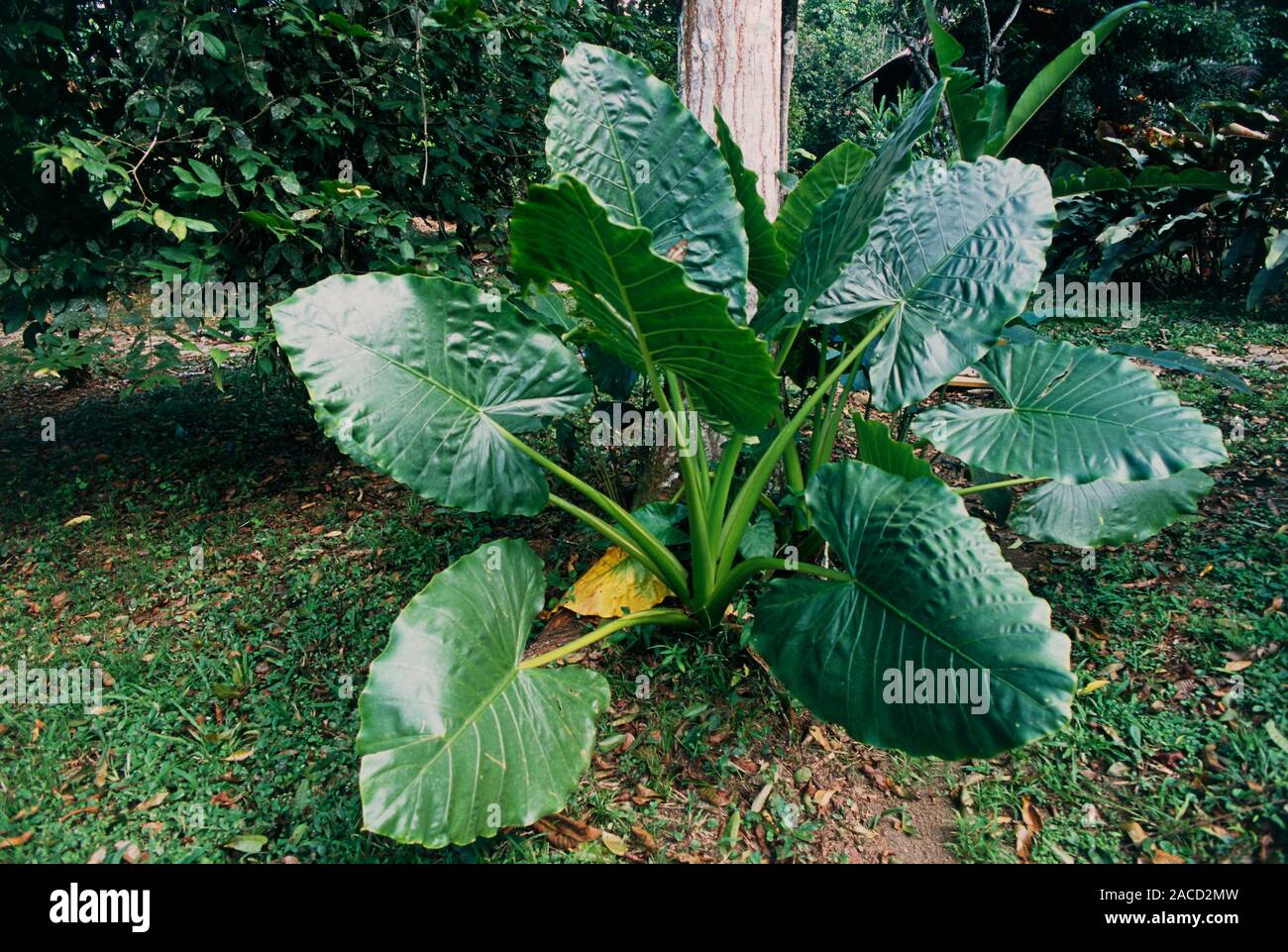 Rainforest arum lily (family Araceae) being grown in a garden in the ...