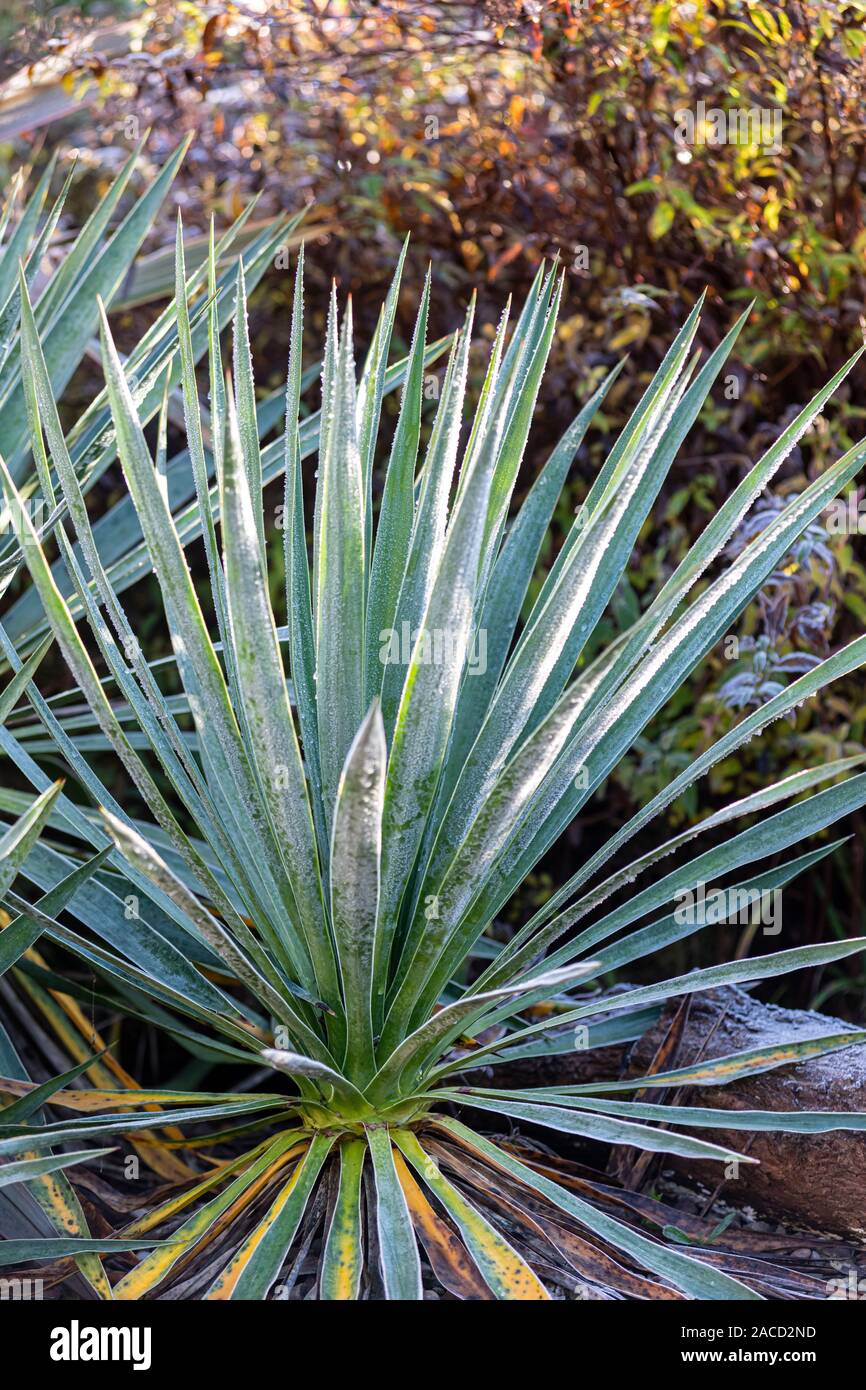 Yucca Stalks High Resolution Stock Photography and Images - Alamy
