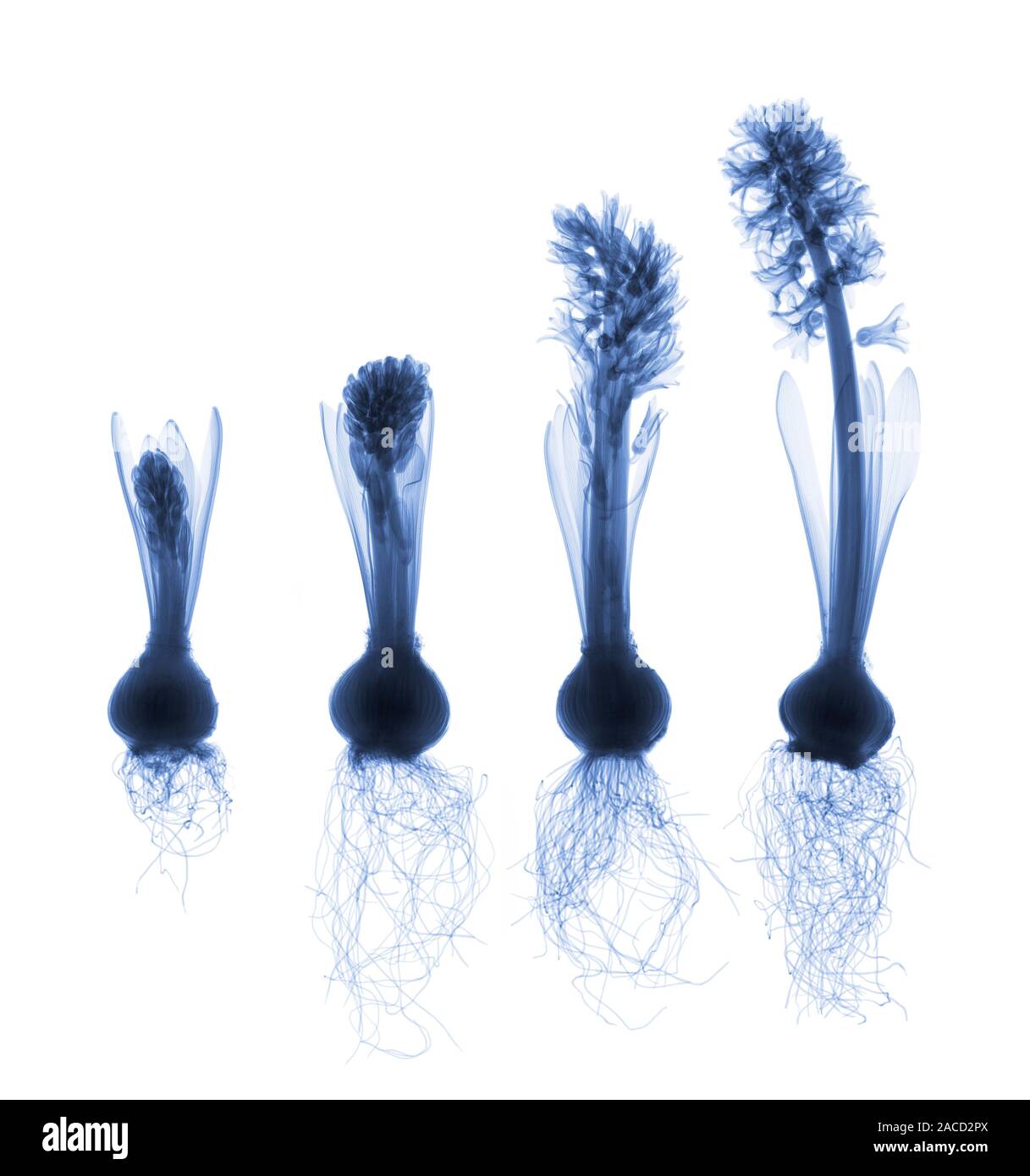 Hyacinths. Coloured X-ray of hyacinth flowers (Hyacinthus sp.) at ...