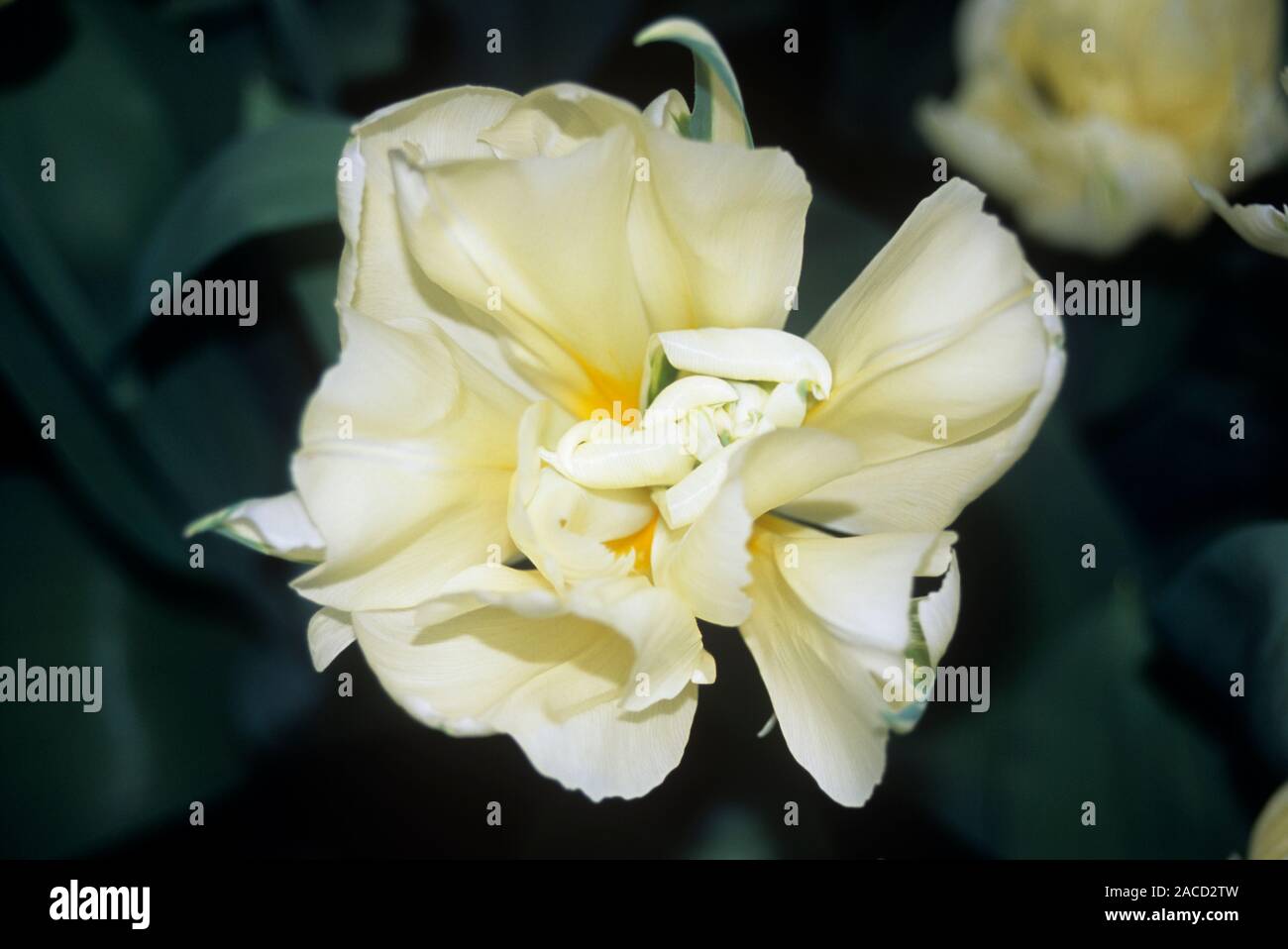 Tulip (Tulipa 'Exotic Emperor') flower Stock Photo - Alamy