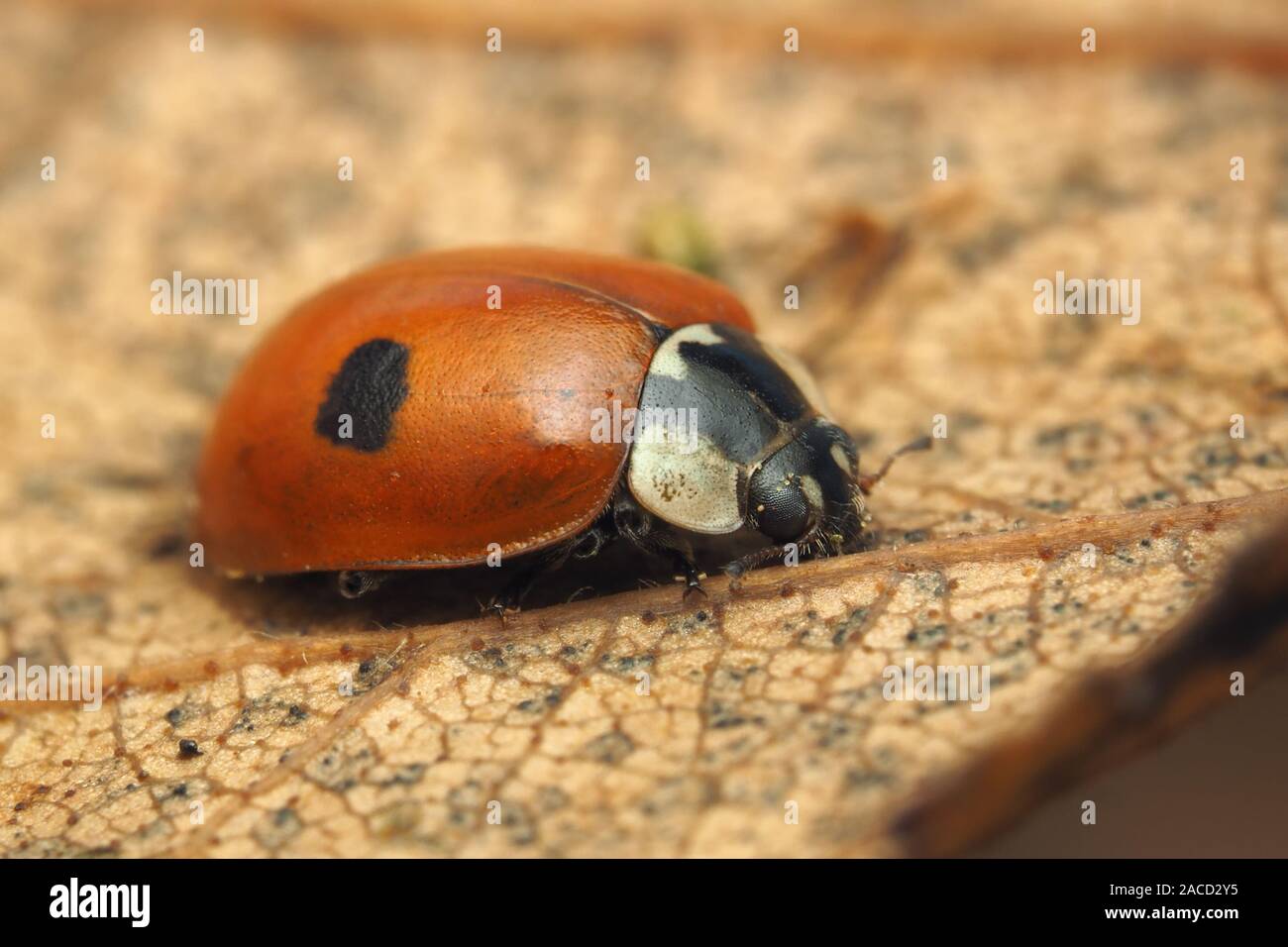 Hibernating 2 spot ladybird hi-res stock photography and images - Alamy
