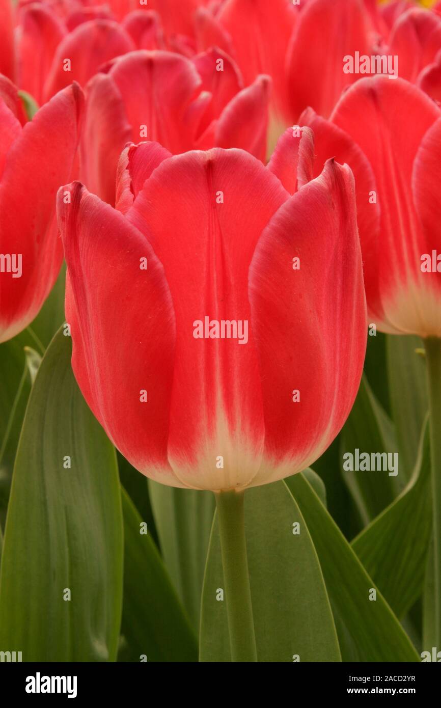 Tulip (Tulipa 'Christmas Carol') flowers Stock Photo - Alamy