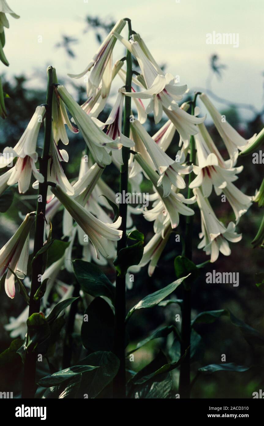 Giant Himalayan lilies (Cardiocrinum giganteum). This striking ...