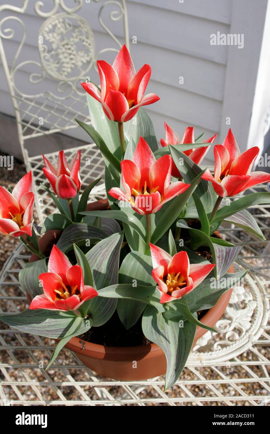 Tulip (Tulip 'Pinocchio') flowers in a pot on a garden table Stock ...