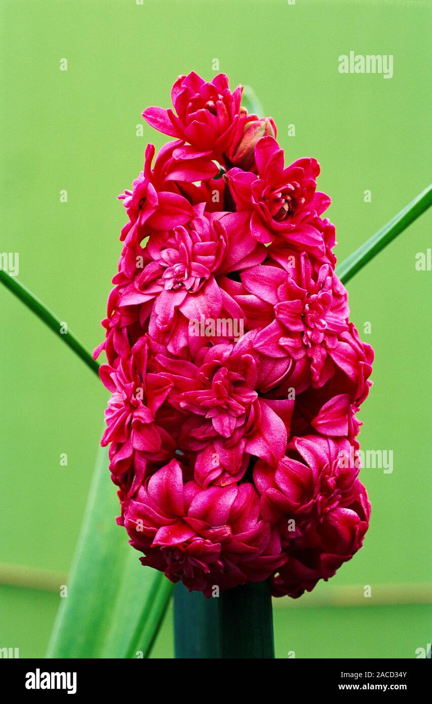 Double hyacinth (Hyacinthus 'Hollyhock' Stock Photo - Alamy