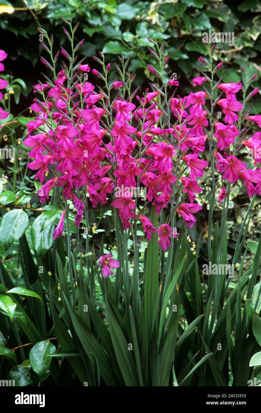 Gladiolus flowers (Gladiolus communis ssp. Byzantinus Stock Photo - Alamy