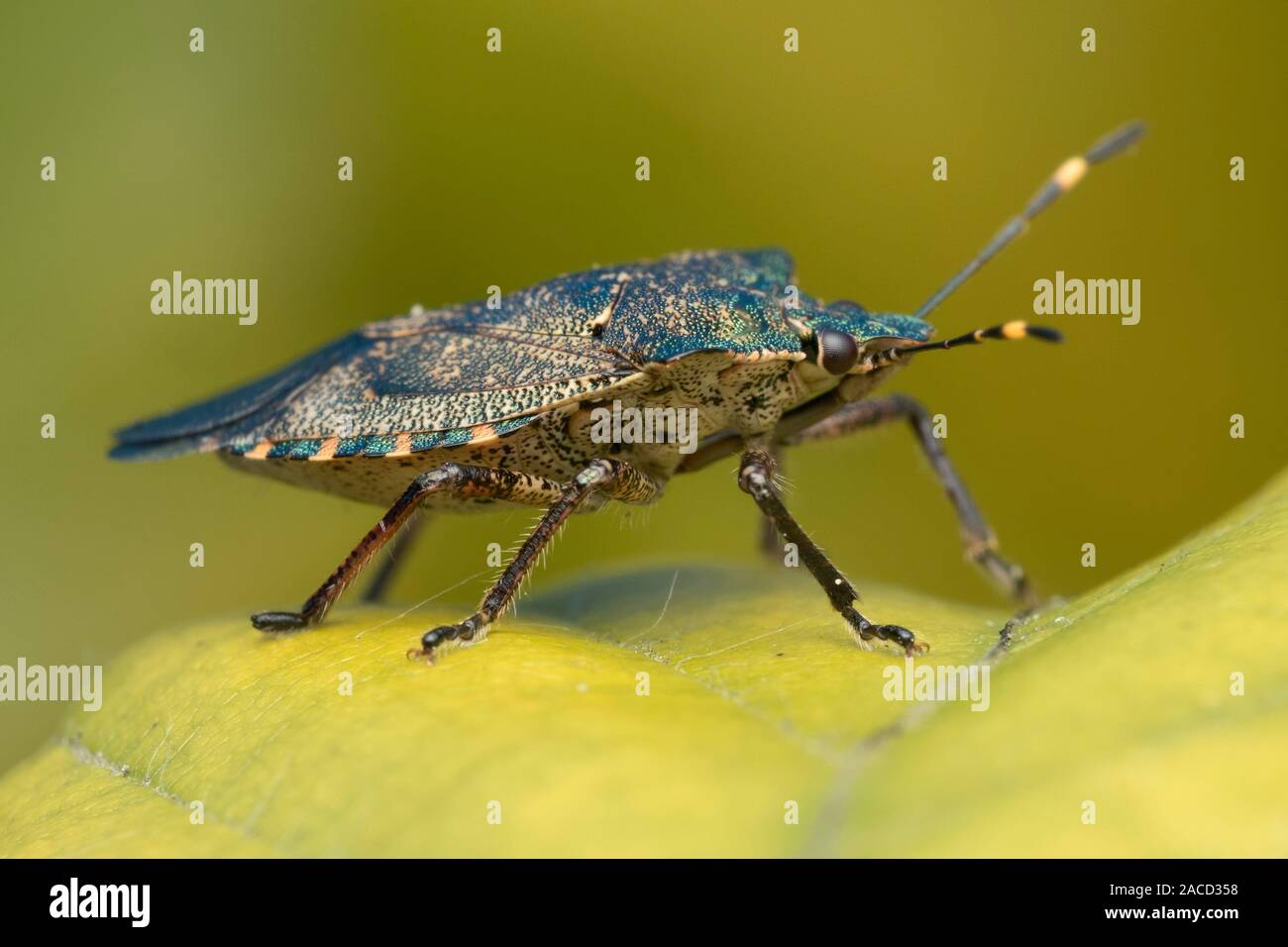Side view of bronze shieldbug hi-res stock photography and images - Alamy