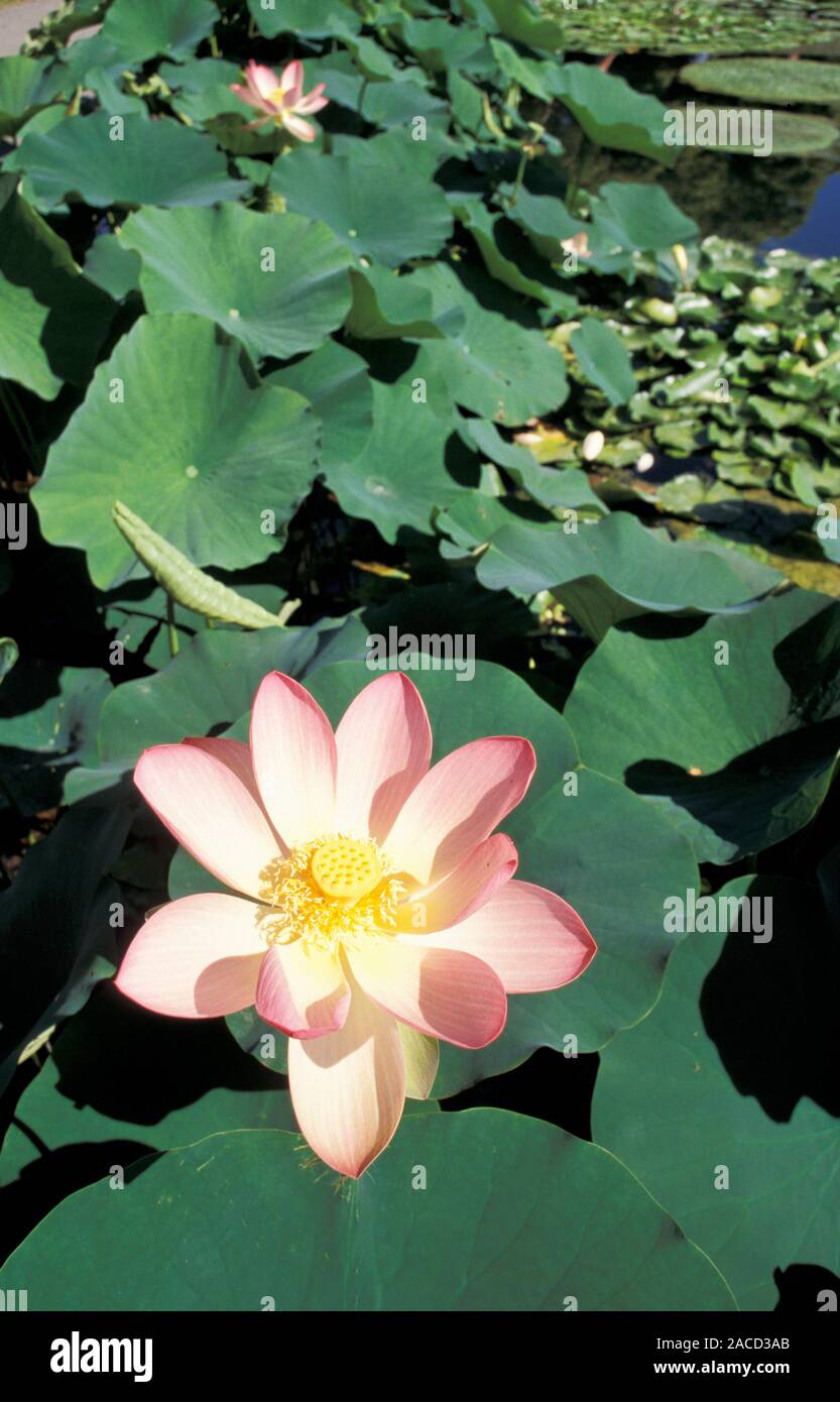 Sacred lotus flower (Nelumbo nucifera). The sacred lotus is a member of ...