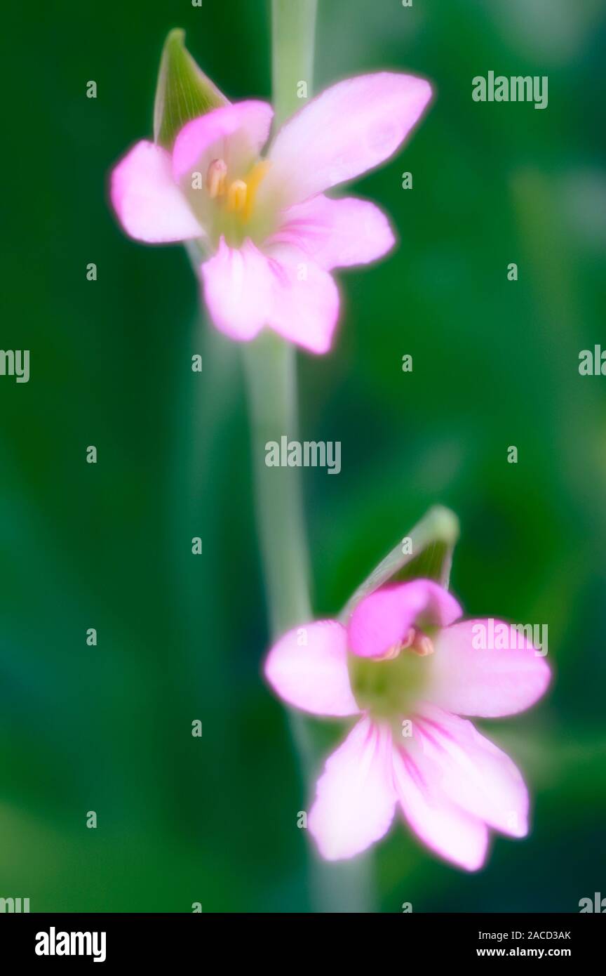Byzantine gladiolus flowers (Gladiolus byzantinus Stock Photo - Alamy
