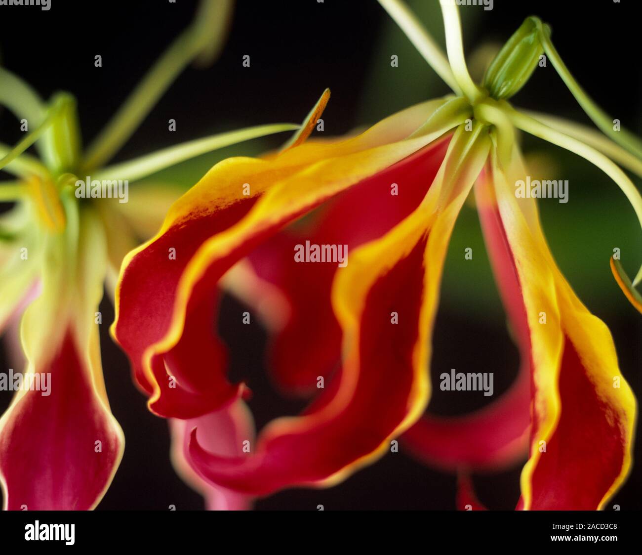 Climbing lily flowers (Gloriosa superba 'Rothschildiana' Stock Photo ...