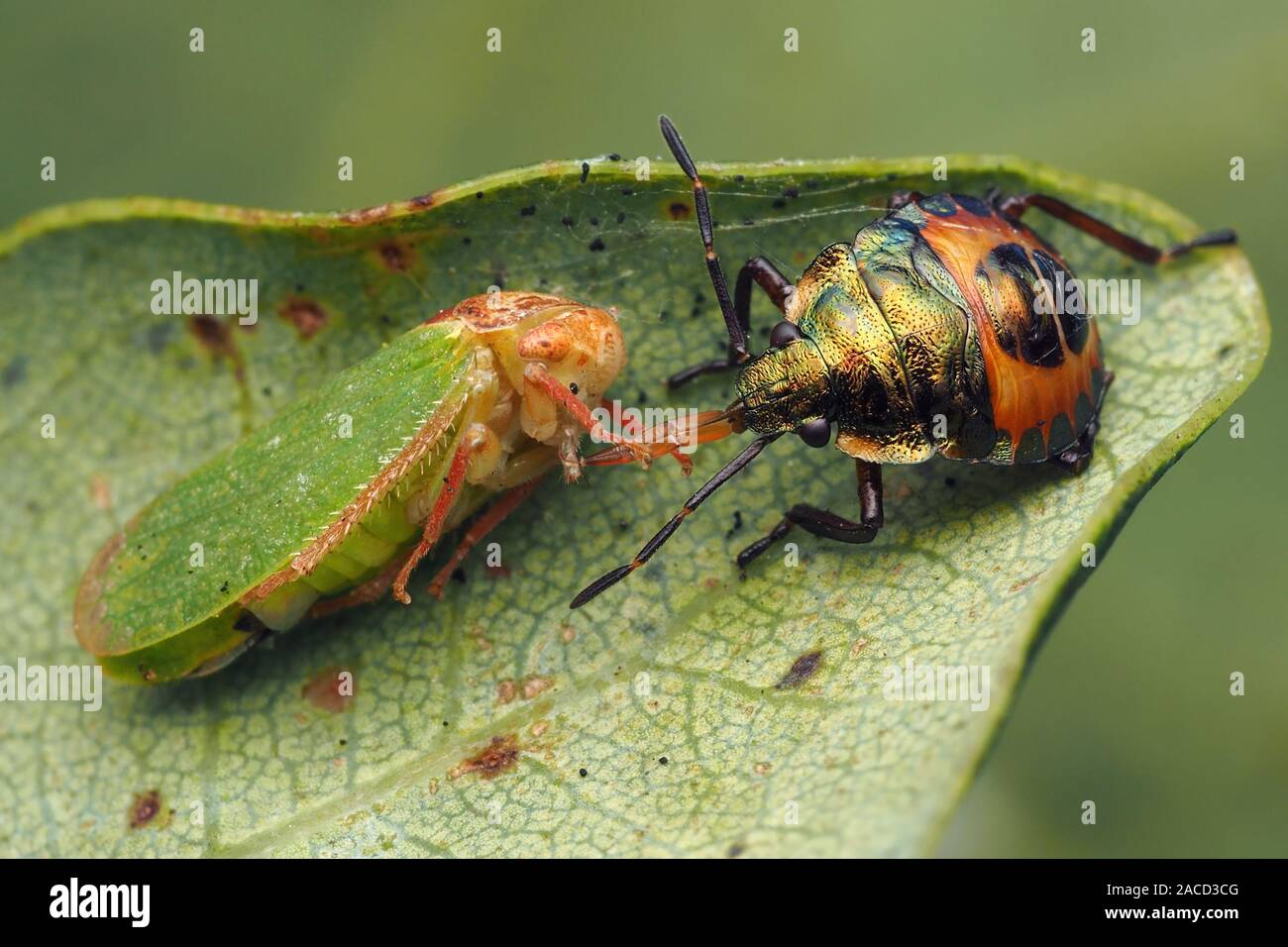 Bronze Shieldbug nymph feeding on Iassus lanio leafhopper. Tipperary ...