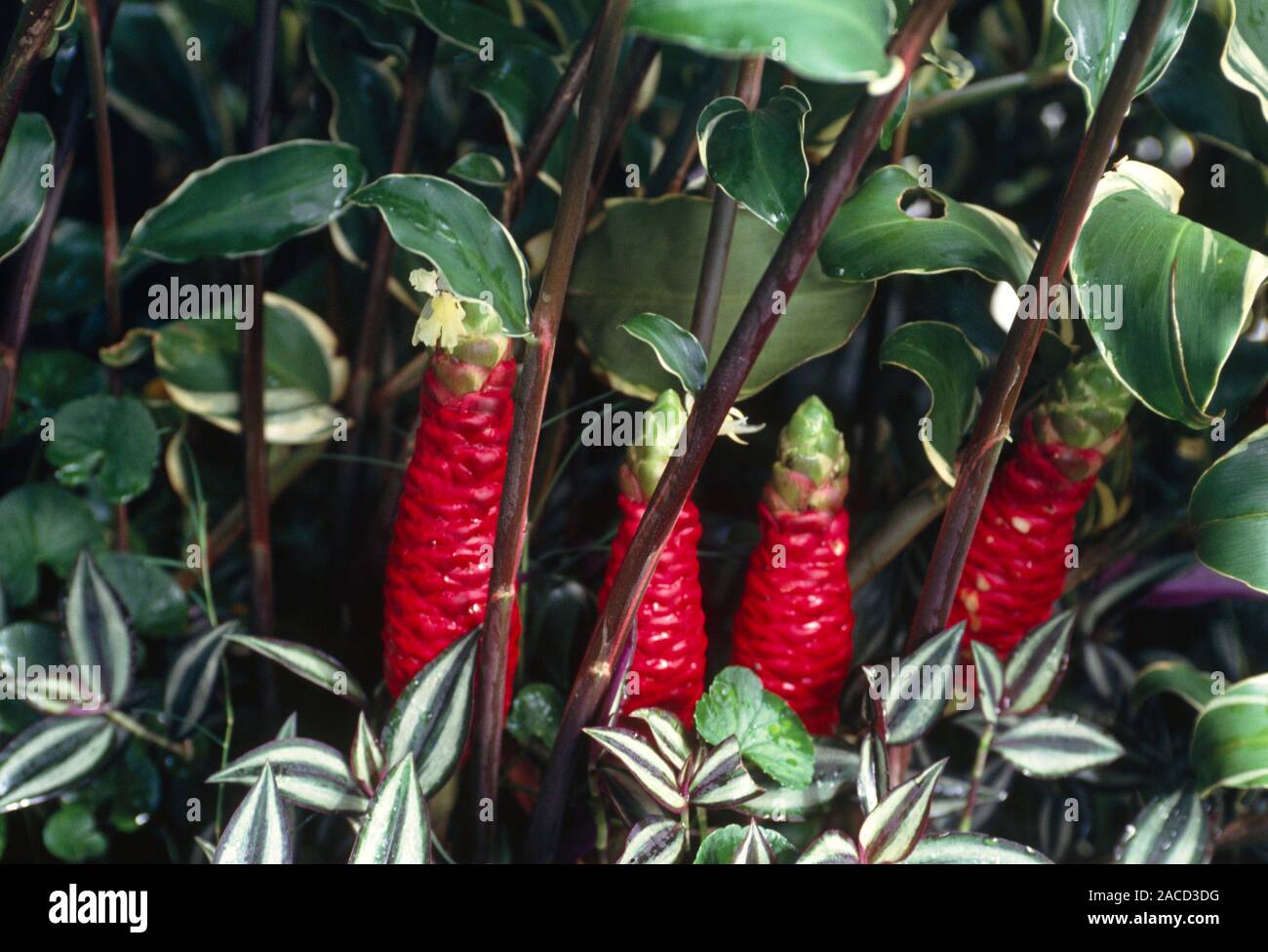 Bitter ginger (Zingiber zerumbet) plants beginning to flower Stock ...