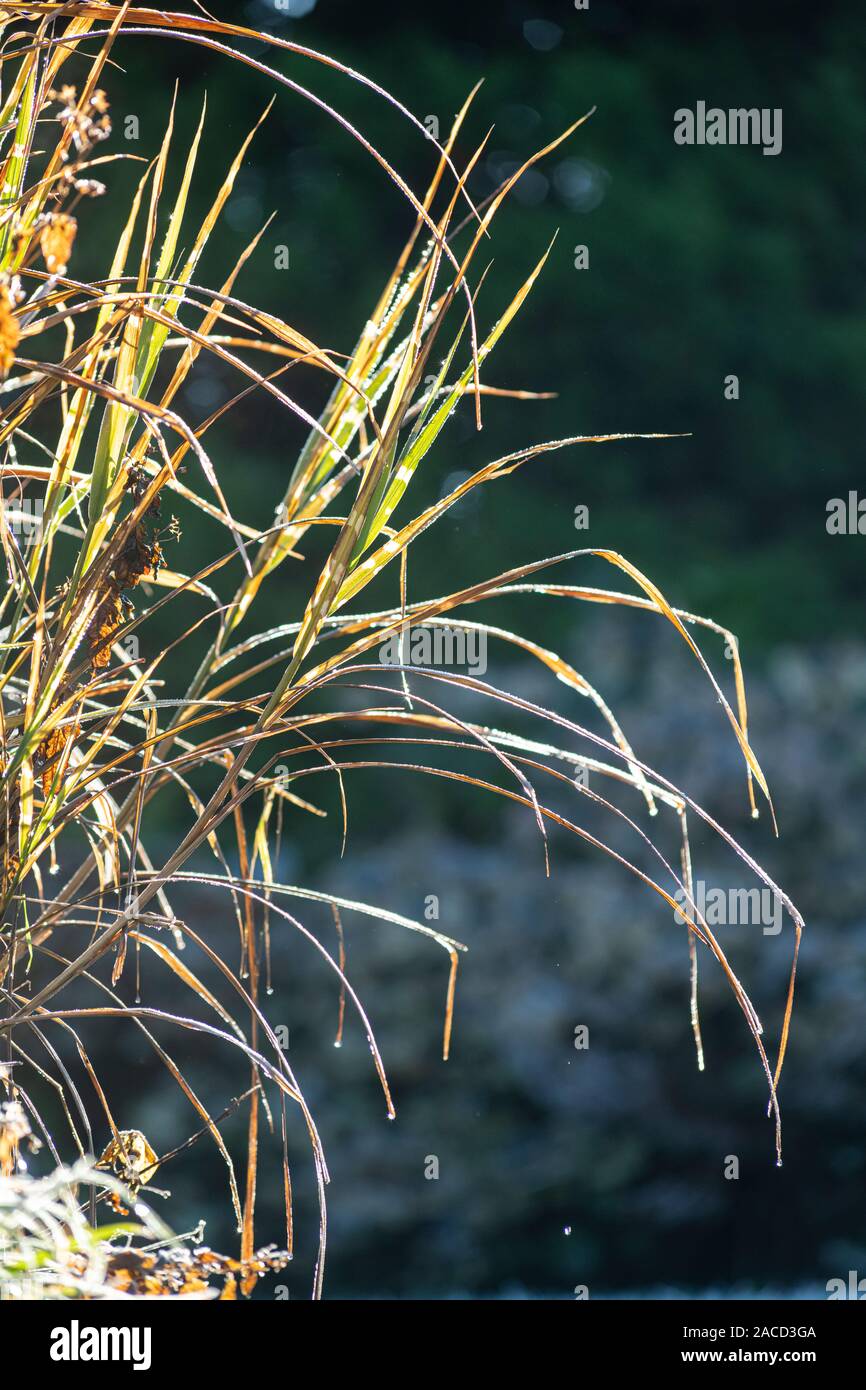 Zebra grass miscanthus sinensis zebrinus hi-res stock photography and ...