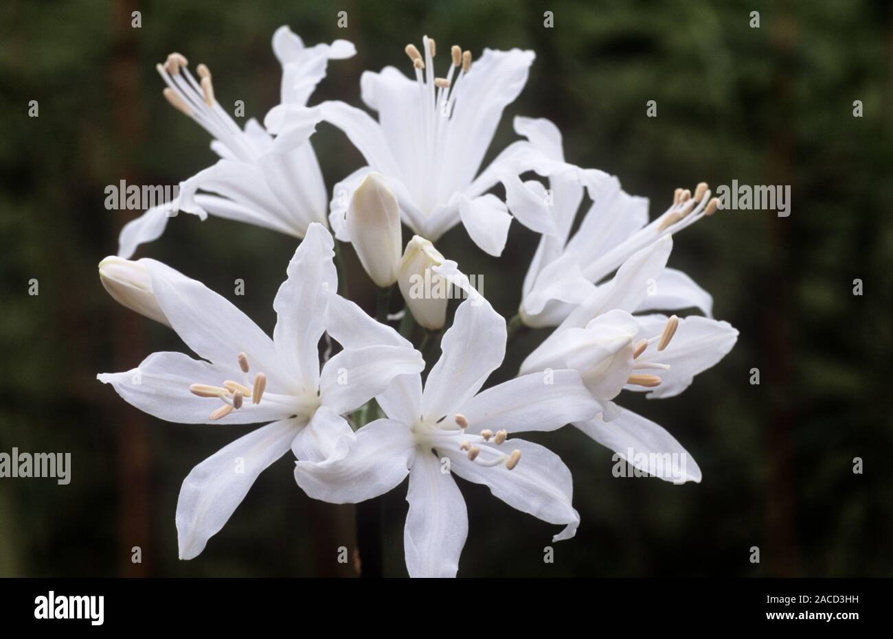 Nerine flowers (Nerine sarniensis 'Virgo'). This plant is a sarniensis ...
