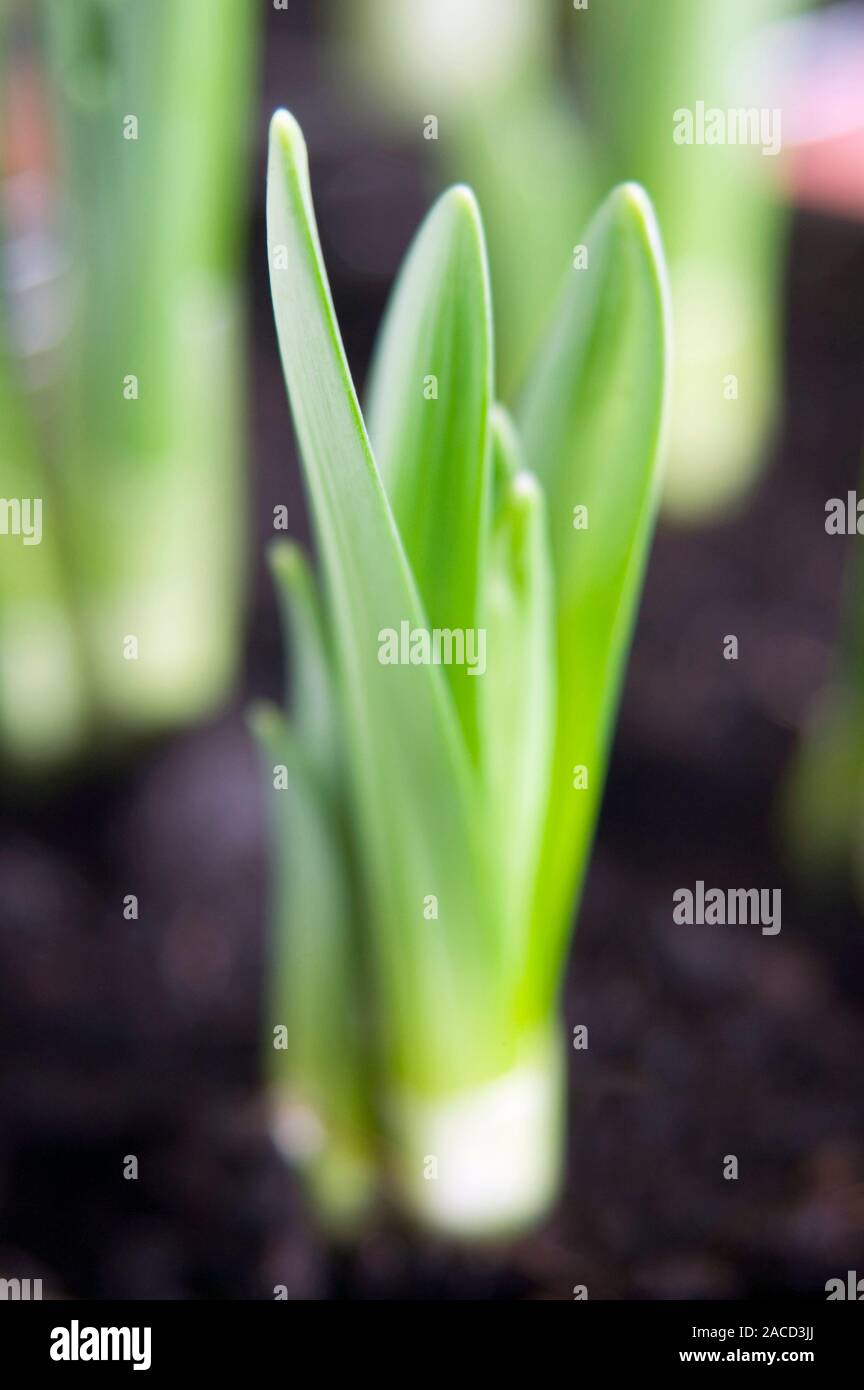 Dafffodil shoots. Young daffodils (Narcissus 'Tete a Tete') growing in ...
